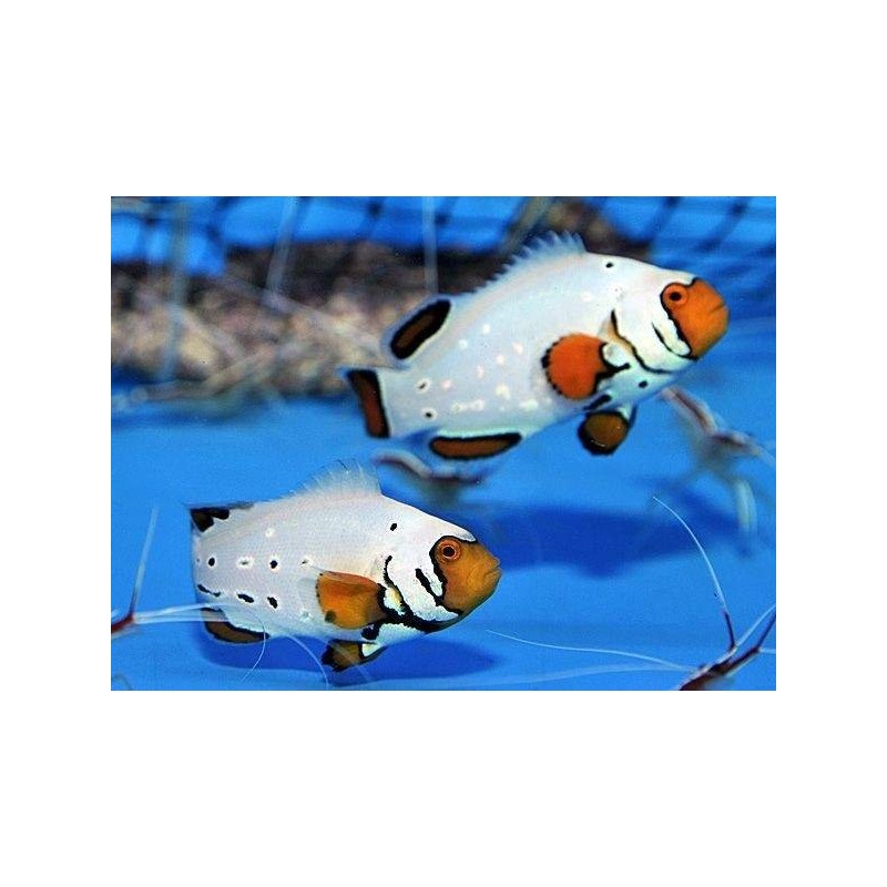 COMPRAR OCELLARIS FROSTBITE CLOWN TB - AMPHIPRION OCELLARIS