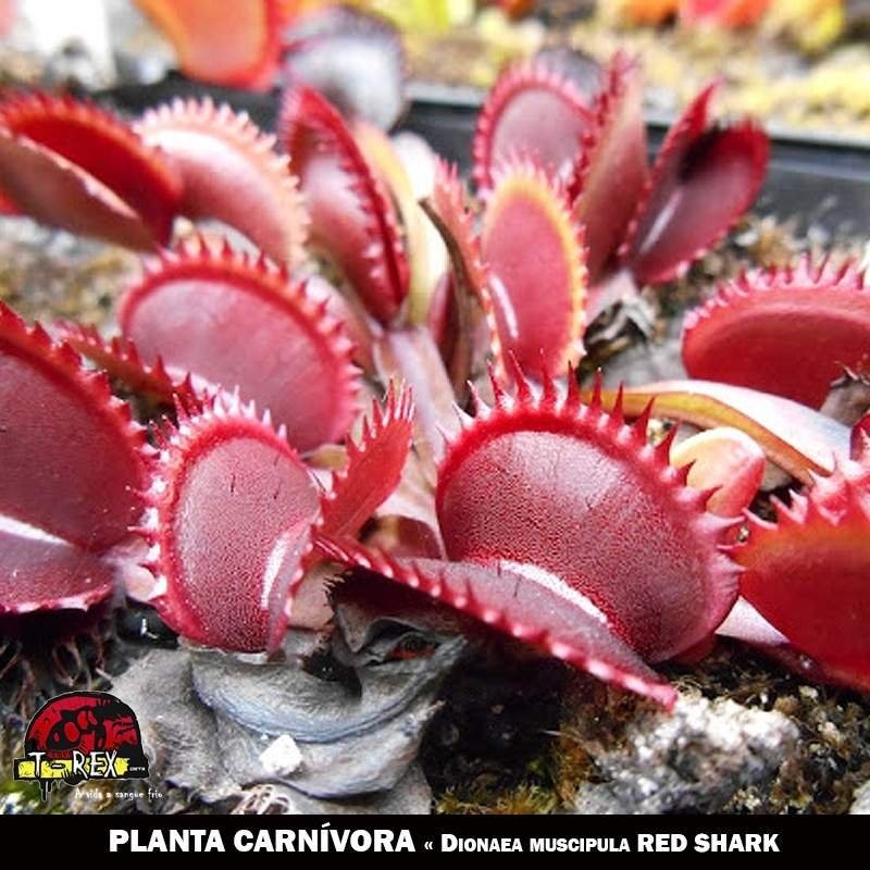 Compre agora sua muda de Planta Carnívora Dionaea Muscipula Red Shark