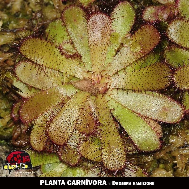 Compre Drosera Hamiltonii - Planta Carnívora Rara e Exótica