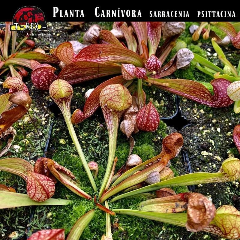 Descubra tudo sobre a Planta Carnívora Sarracenia Psittacina