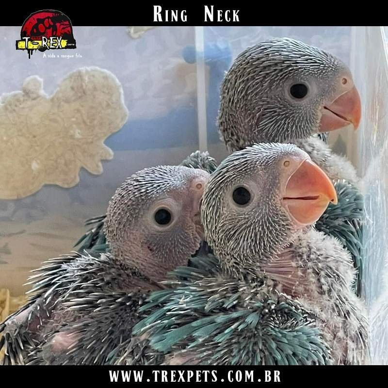 Filhotes de Ring Neck à Venda - Lindos e Saudáveis Aves Exóticas.