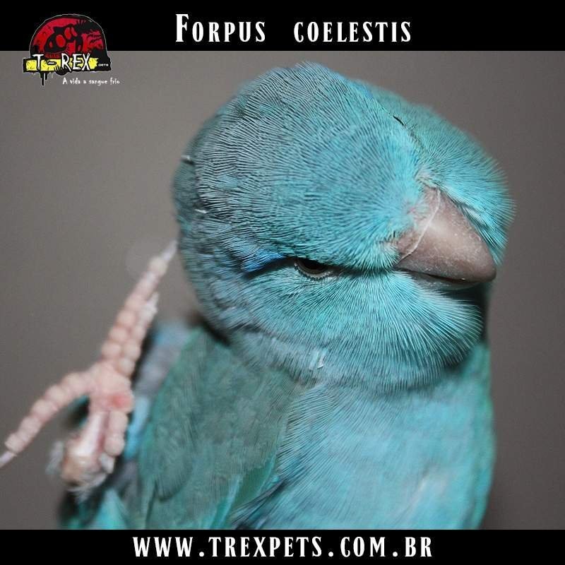 Papagaio Anão Forpus Azul