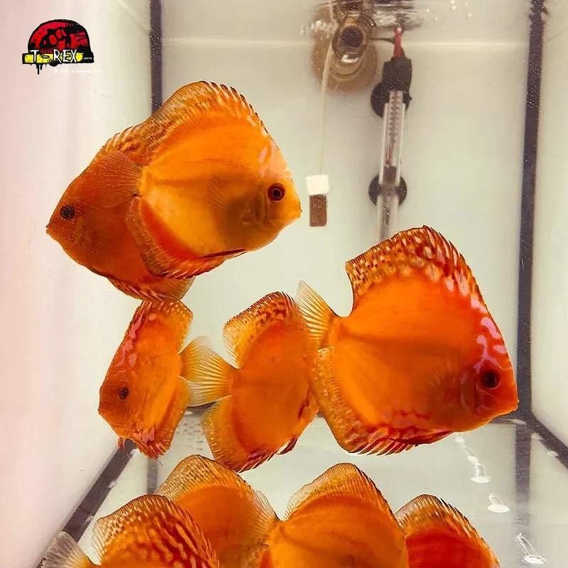 Peixe Disco Super Red Marlboro