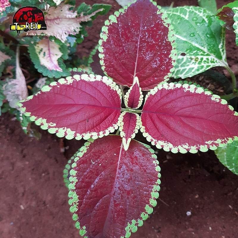 Mudas de planta Coleus: A planta fácil de cuidar e bonita para qualquer ...