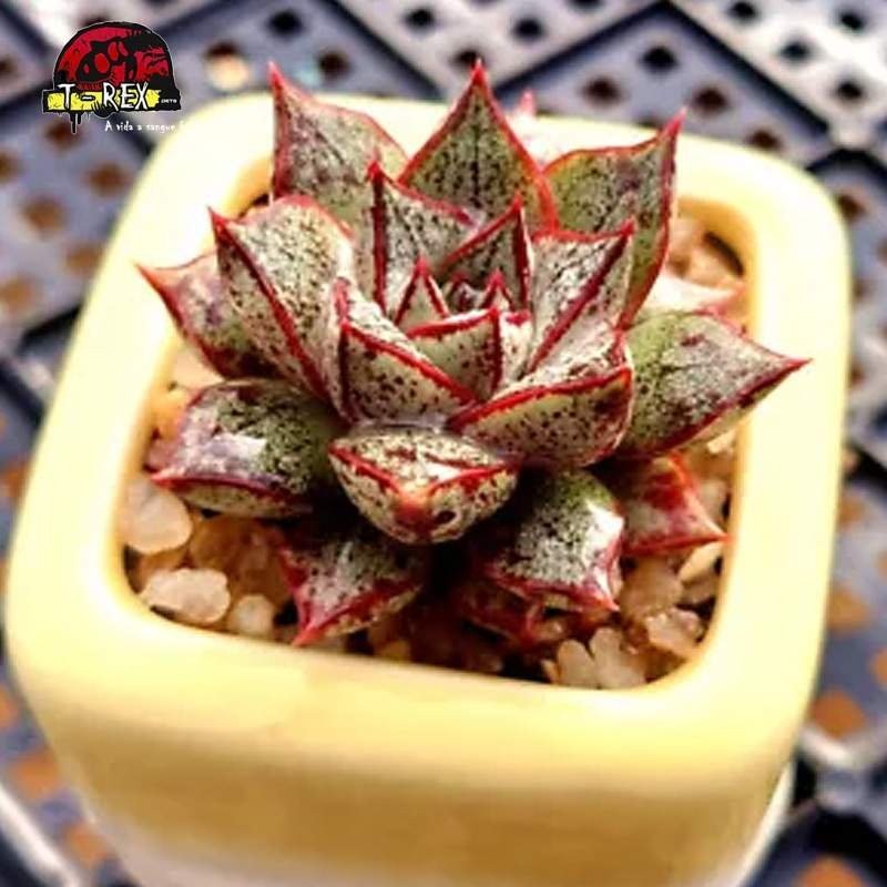 Compre Muda de Planta Suculenta Purpusorum - Exótica e Rara para seu Jardim